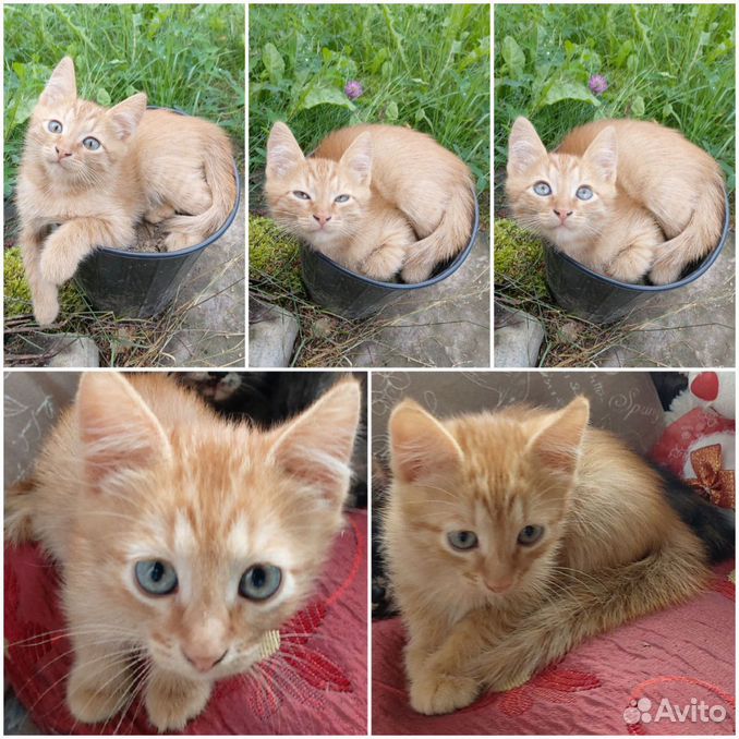 Котенок очень ждет свою семью