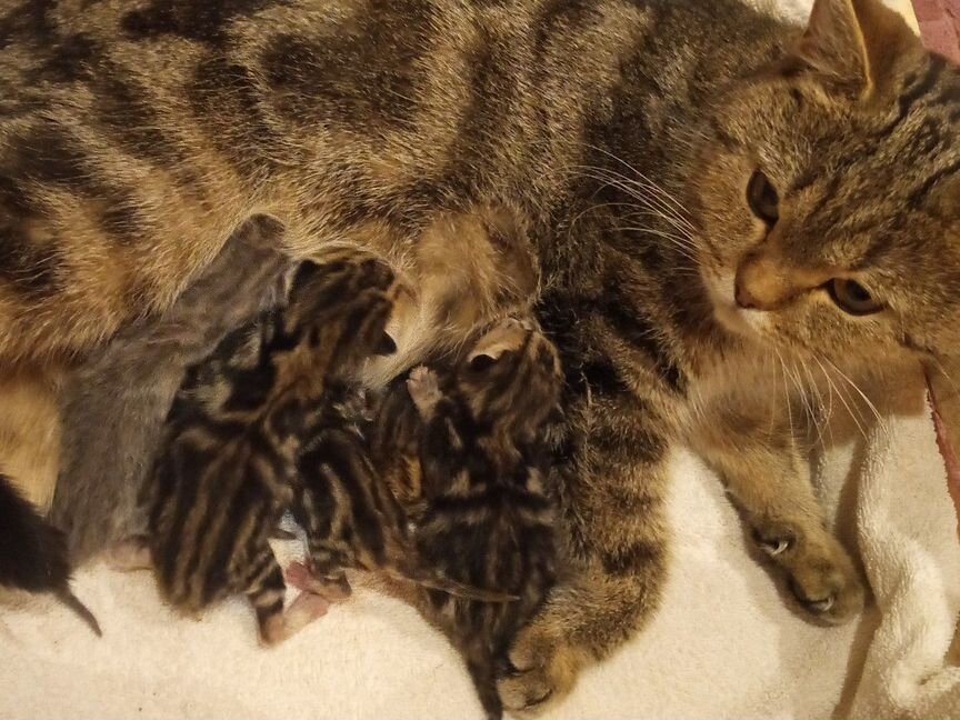Кошка