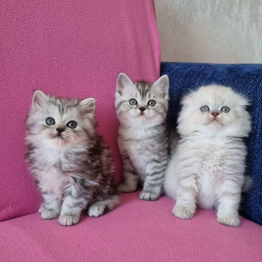 Шотландские котята