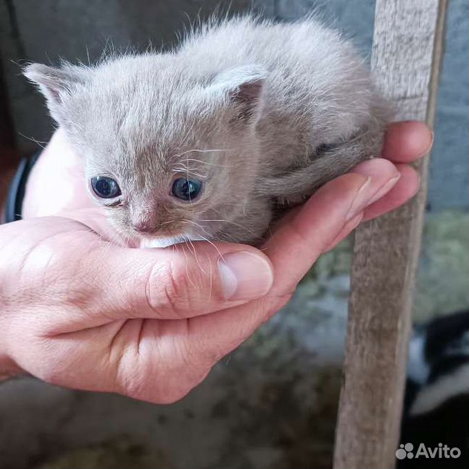 Отдам дымчатого котёнка