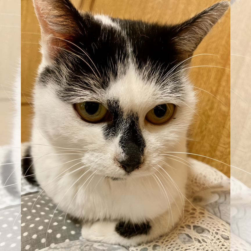 Взрослая, кошка в добрые руки