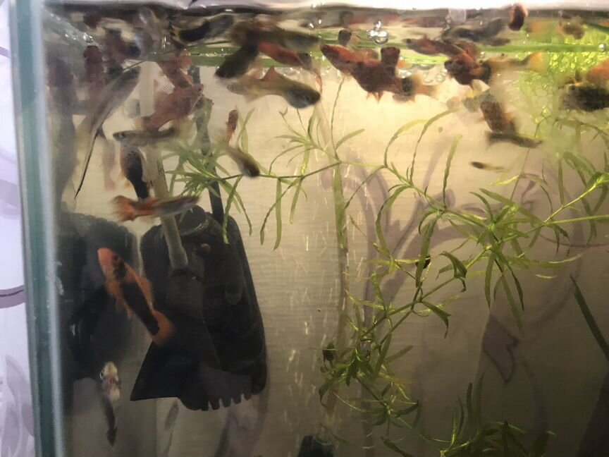 Аквариумные рыбки