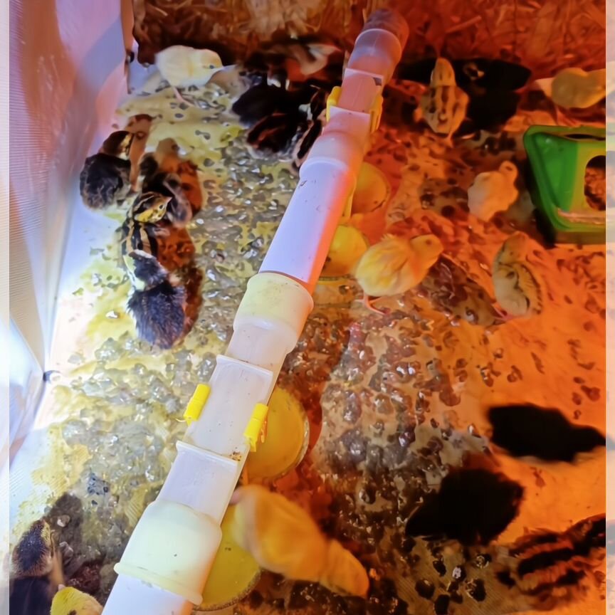 Перепела суточные