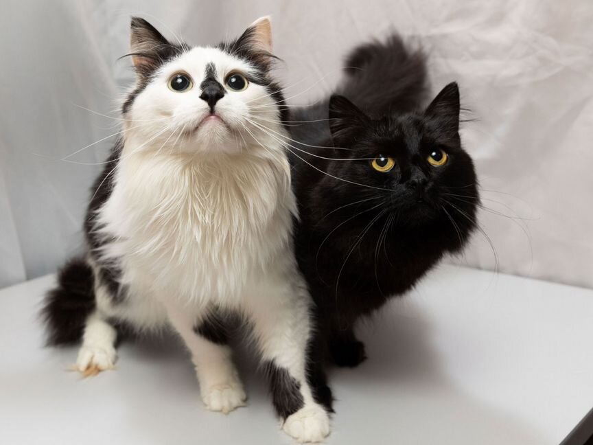 Котики неразлучники