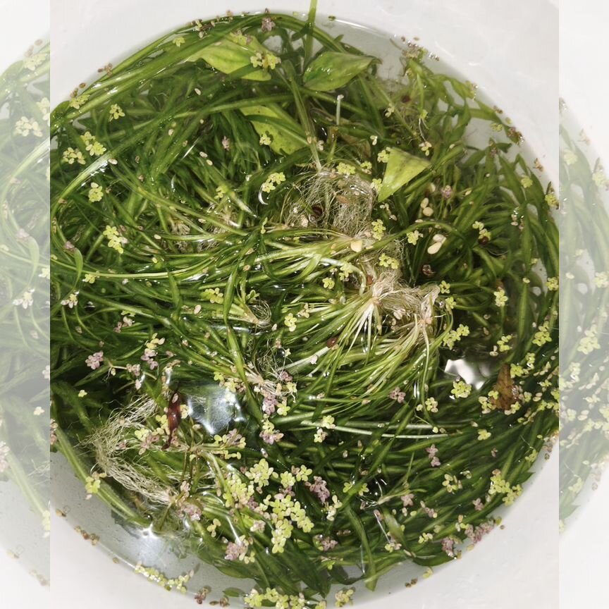 Аквариумное растение прополка