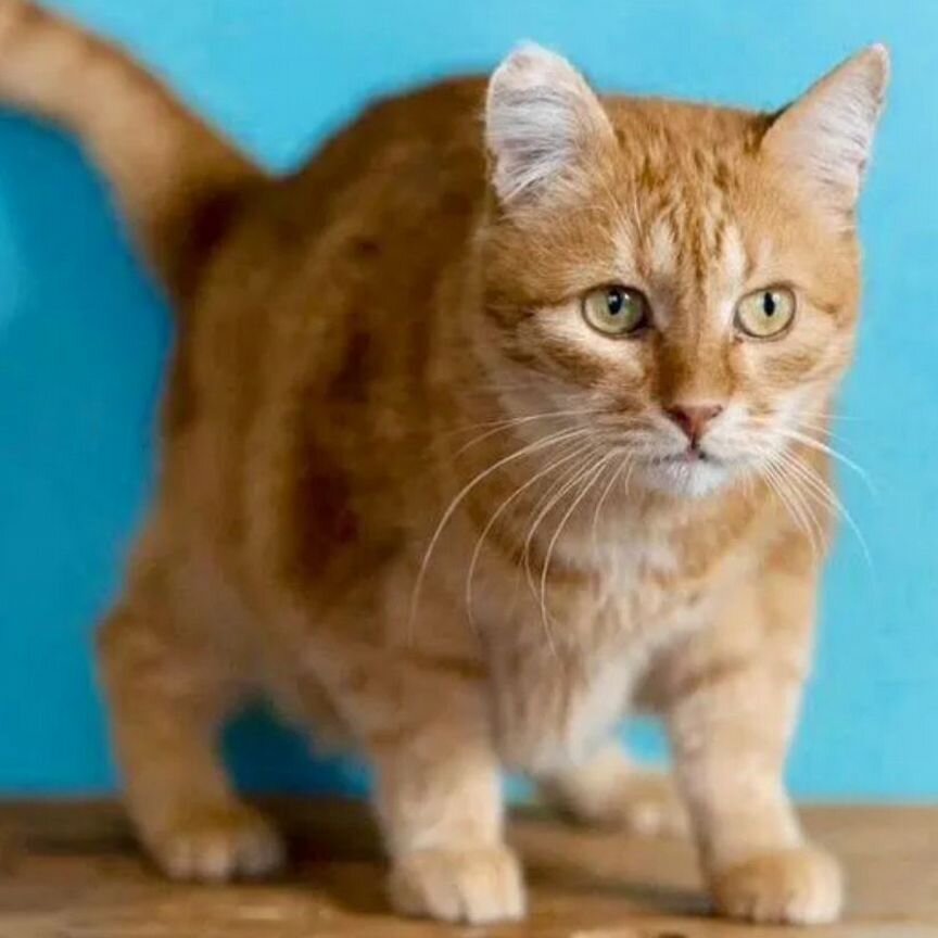 Котик в добрые руки