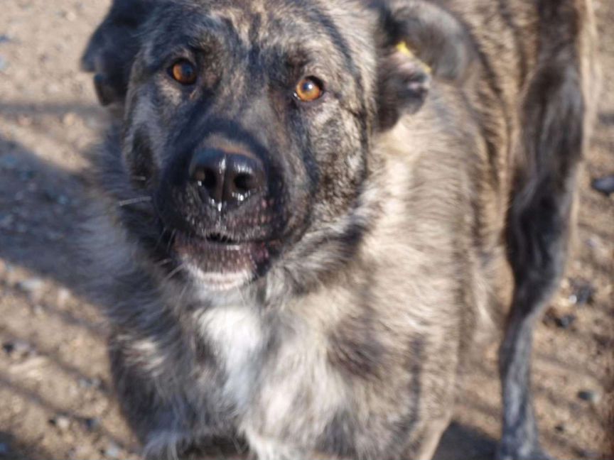 Крупные собаки на Охрану