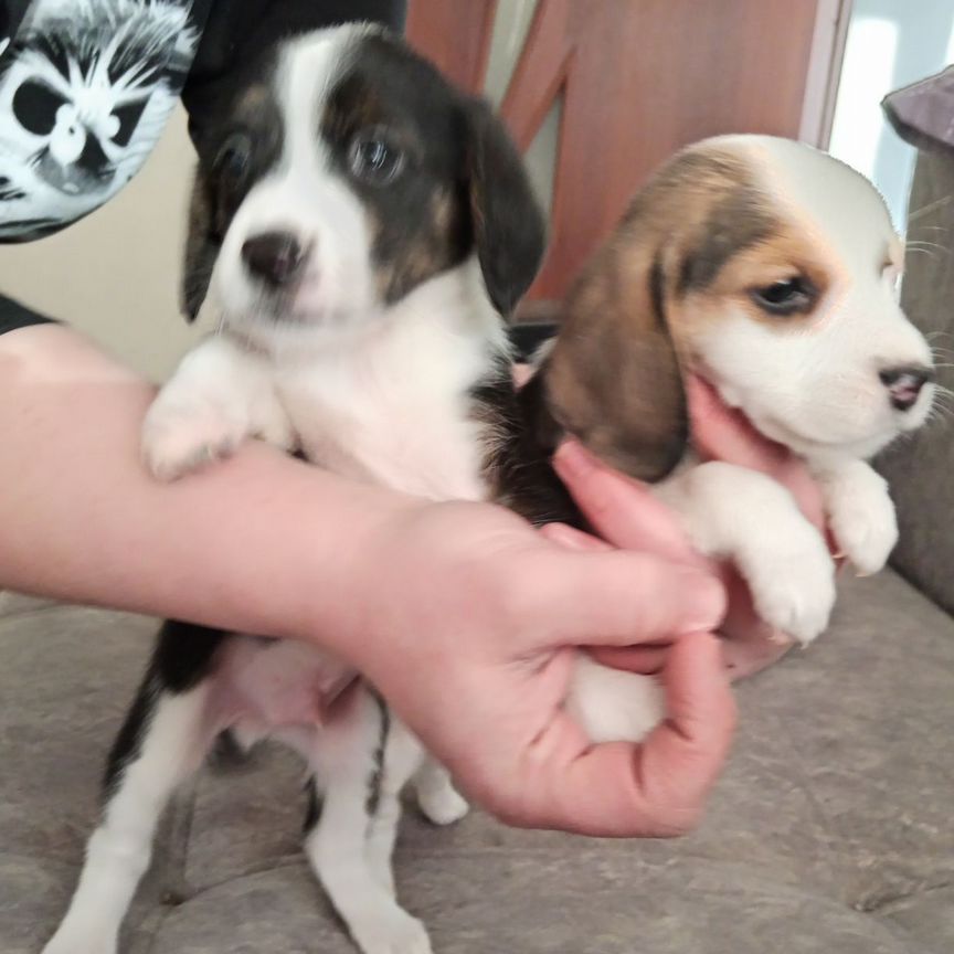 Бигль, щенок