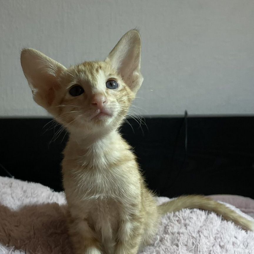 Ориентальные котята