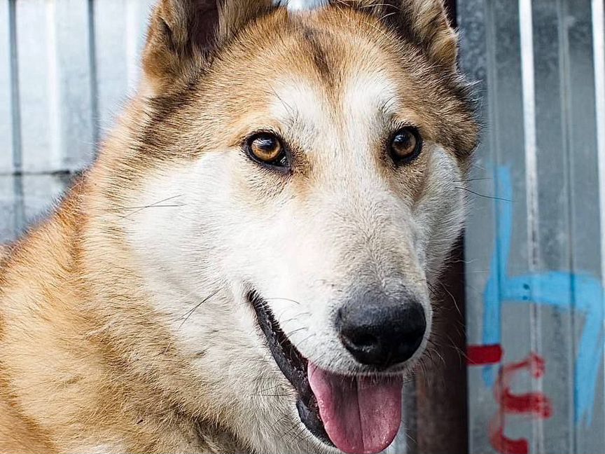 Сириус ищет дом