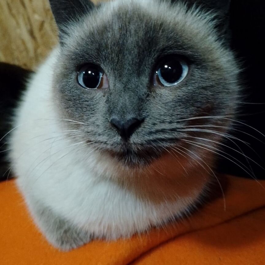 Сиаискмй котенок