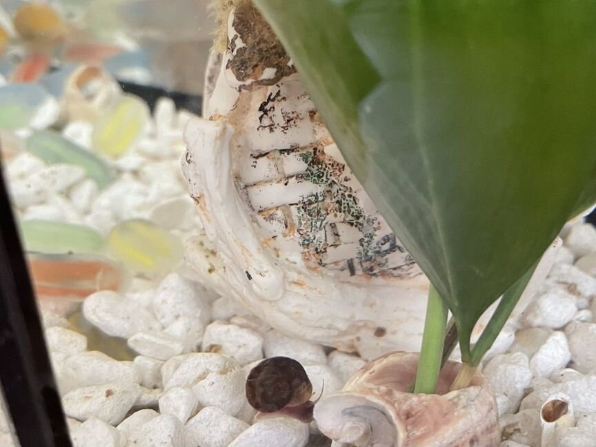 Роговая катушка