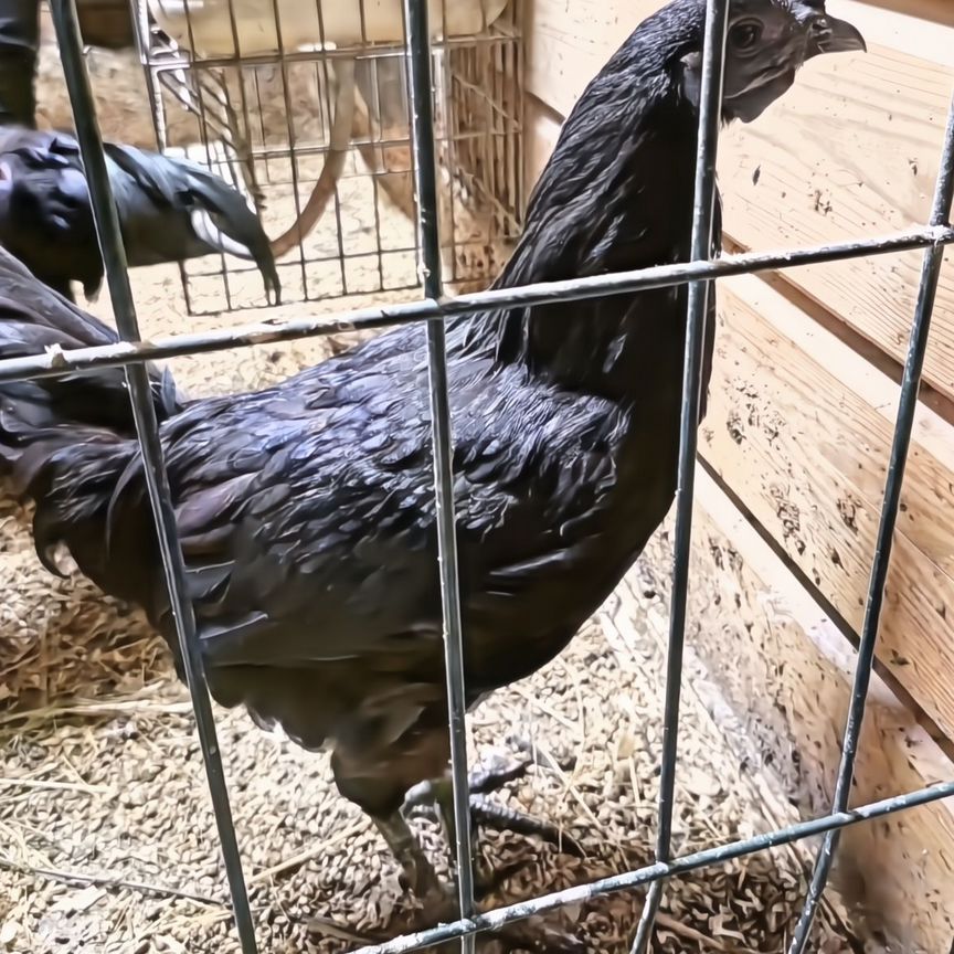 Молодые петушки Ухейилюй