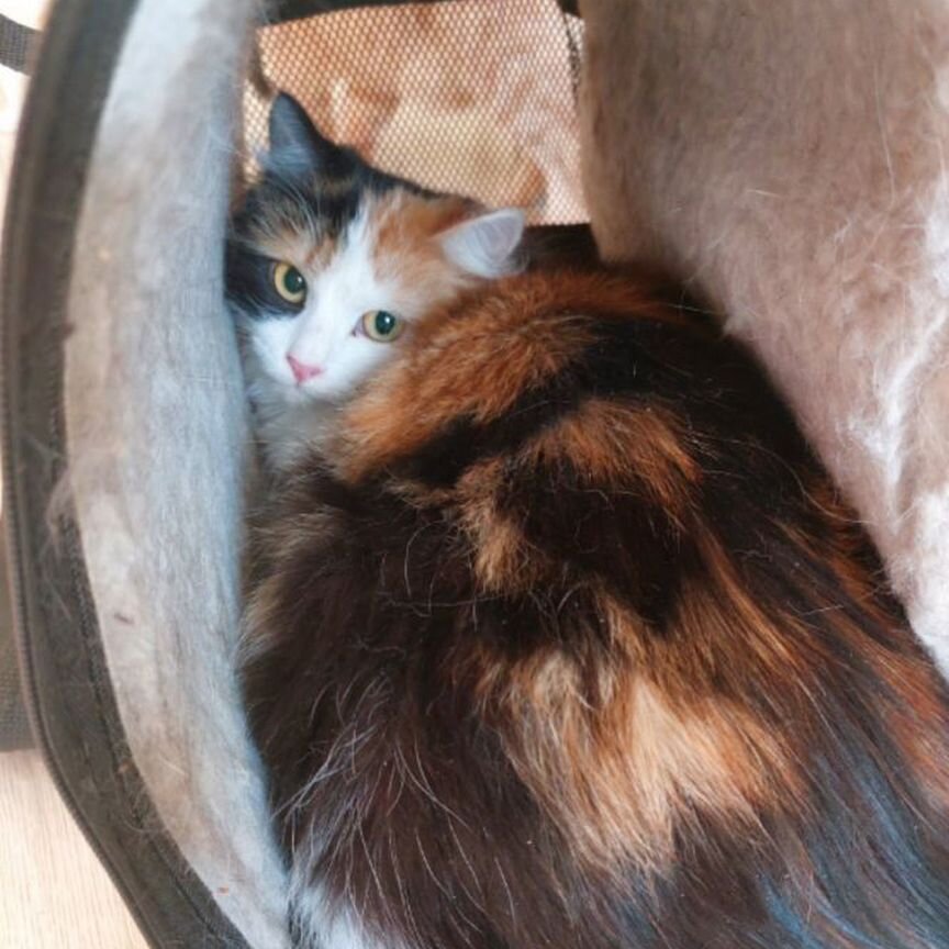 Спаси те. Красавицу