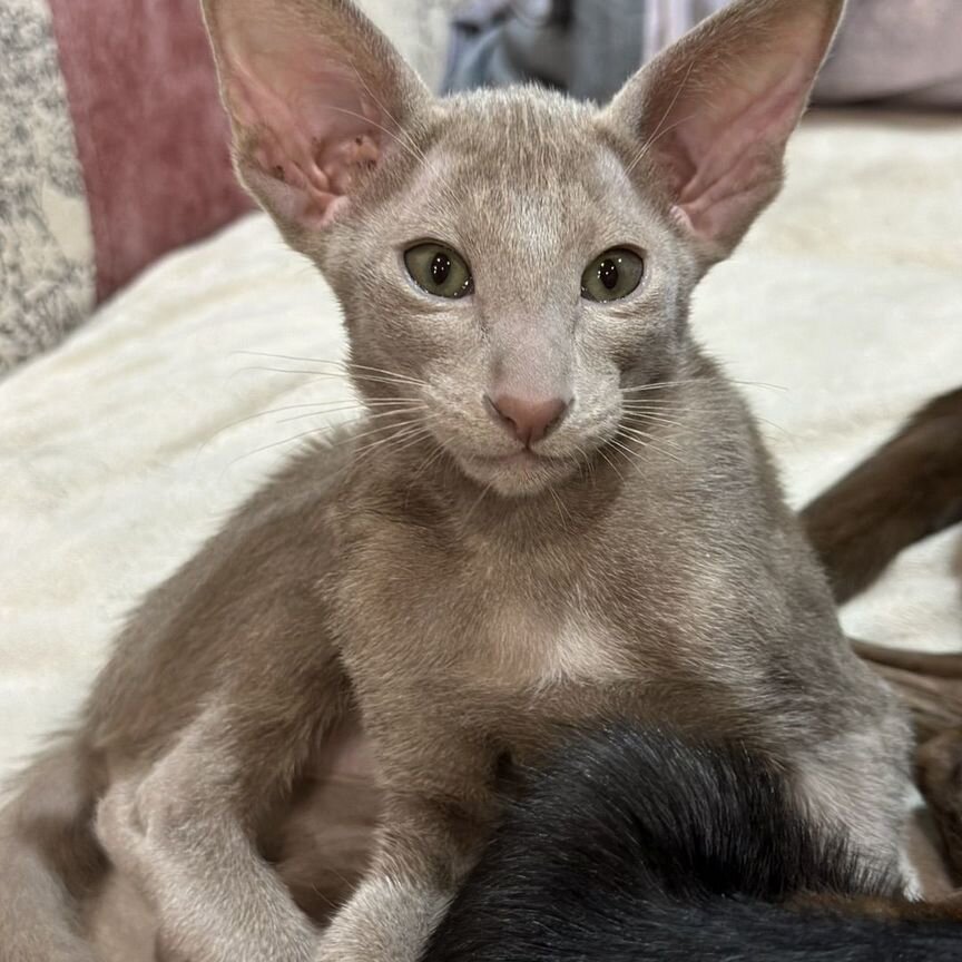 Ориентальный котёнок