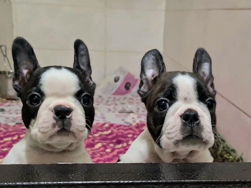 Щенки бостон терьер