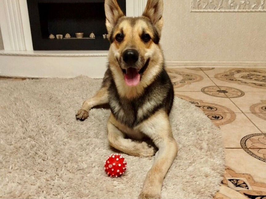 Замечательный паренек Сема ищет хозяев