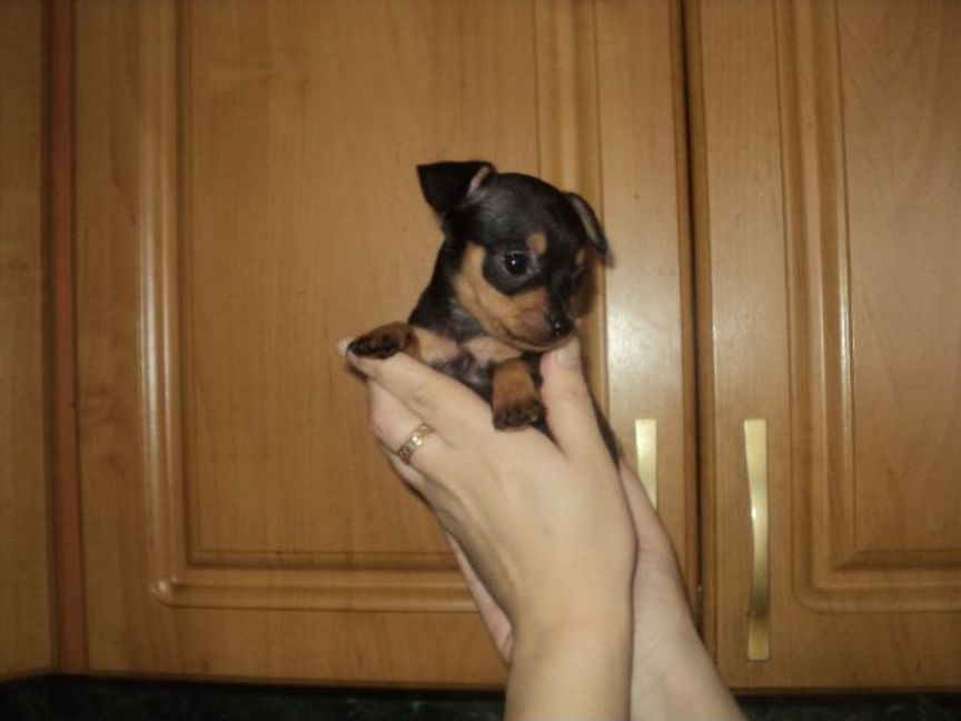 Щенки минитойчика крошки В ладошке разного пола