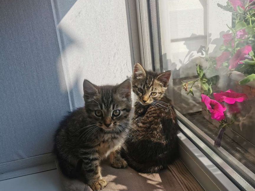 Кошки в добрые руки бесплатно