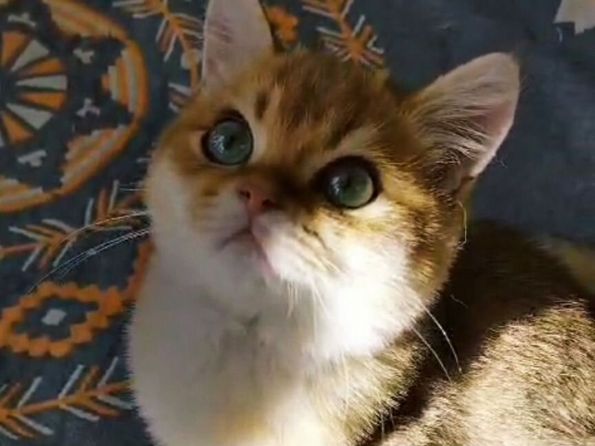 Золотая шиншиллка мальчик с родословной