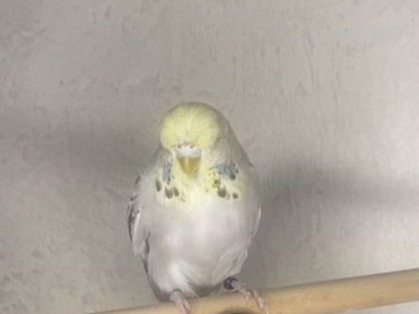 Выставочный волнистый попугай птенец