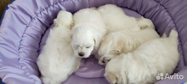 Щенки мальтийской болонки