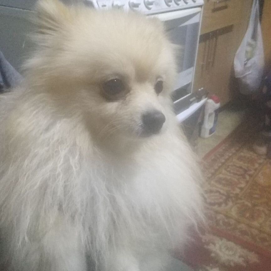 Померанский шпиц тип мишка мини