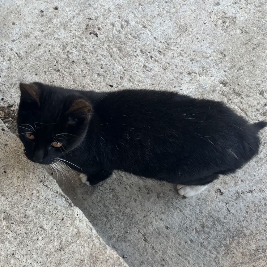 Котёнок в добрые руки