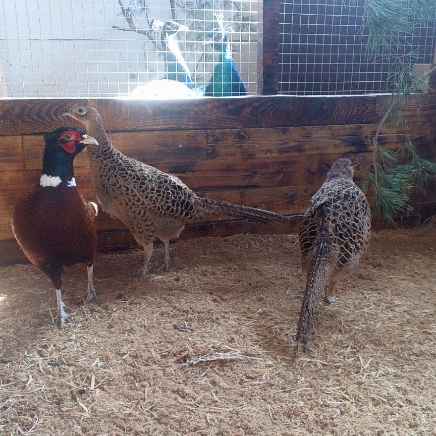 Цесарки,охотничий фазан, цыплята