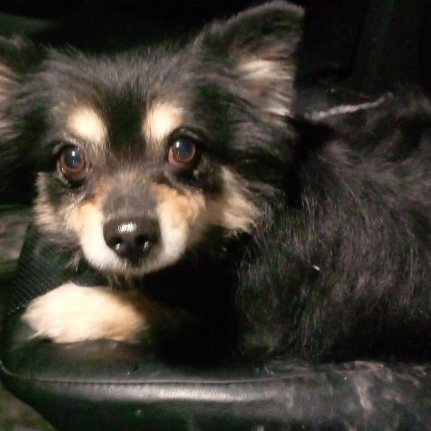 Найдена собака