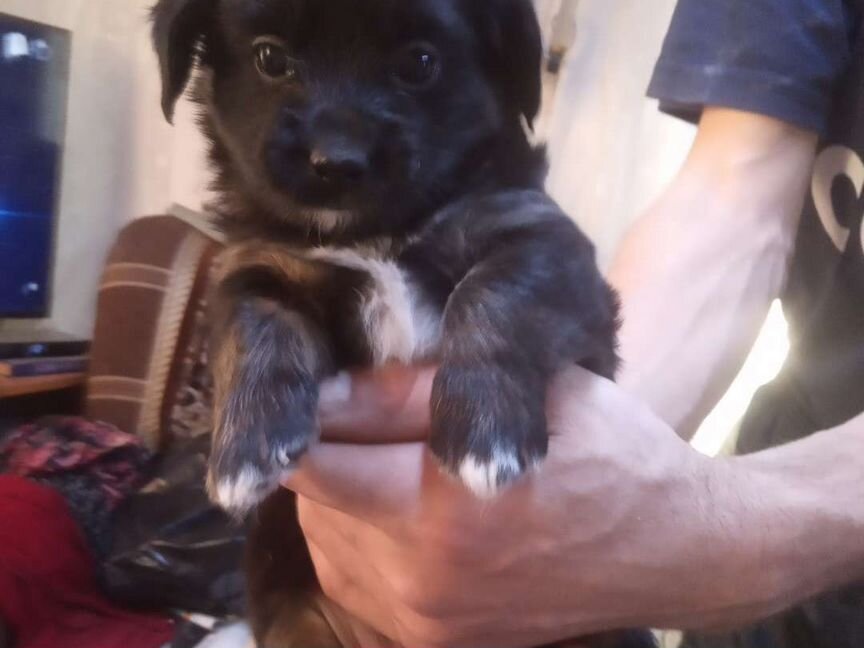 Маленькие домашнии собачки