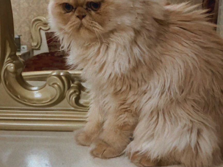 Персидский кот