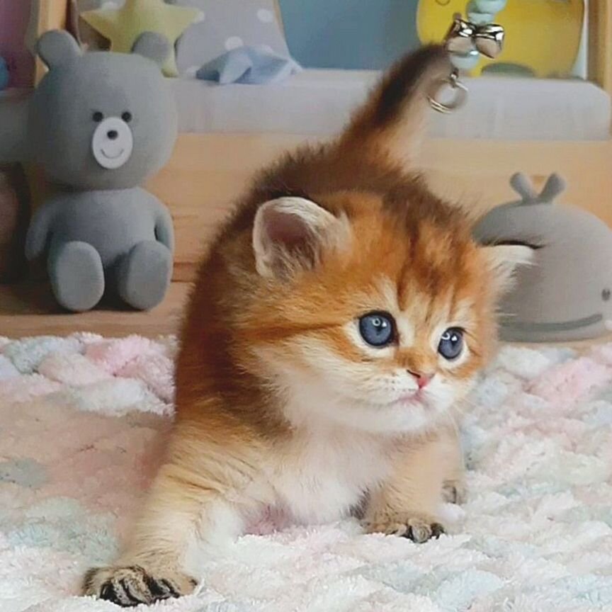 Шотландский золотой красавчик