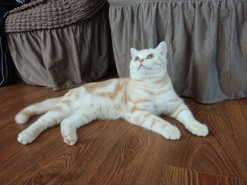Кот на вязку