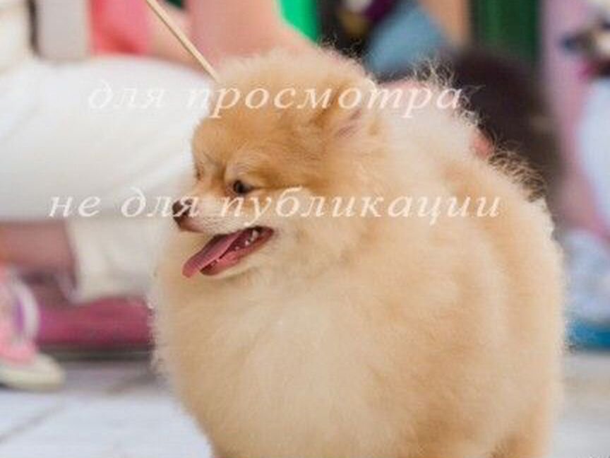 Шпиц цветной вязка