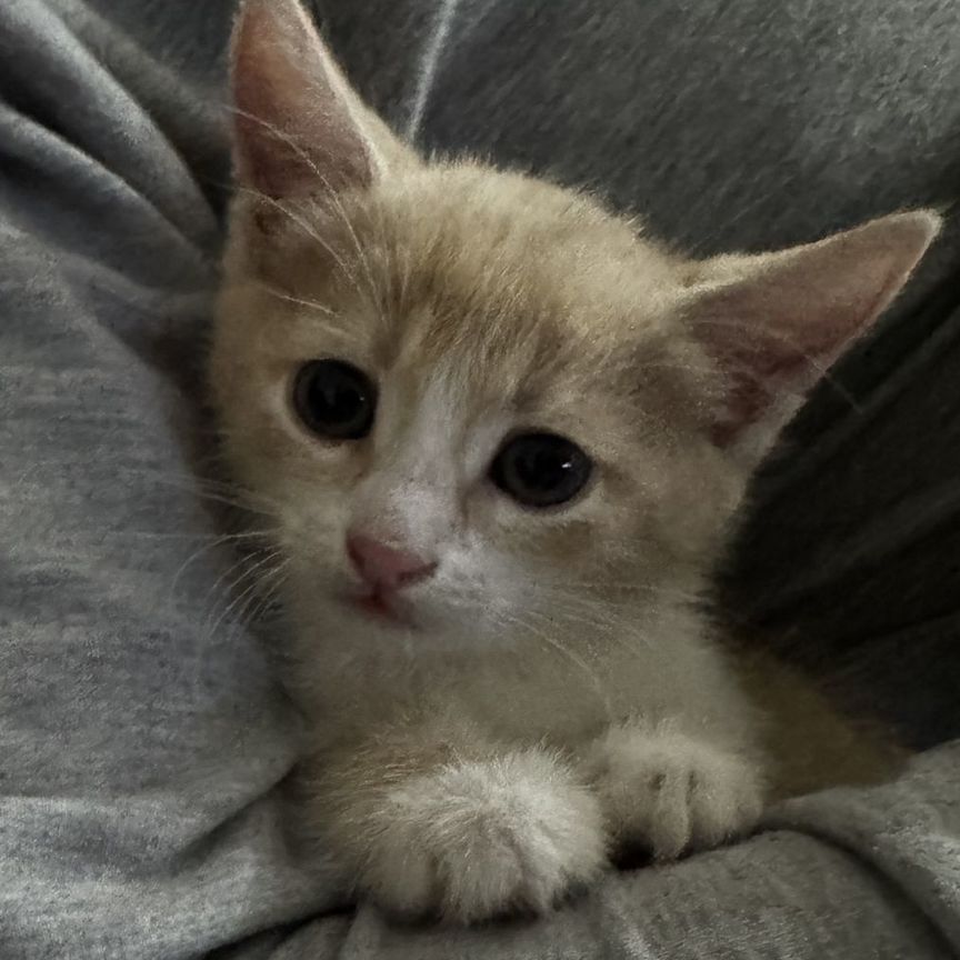 Котёнок от частного владельца