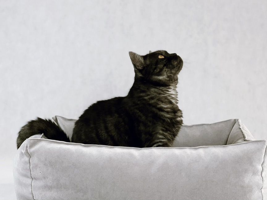 Лежанка для собак и кошек