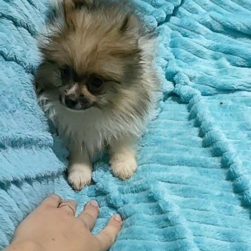 Померанский шпиц