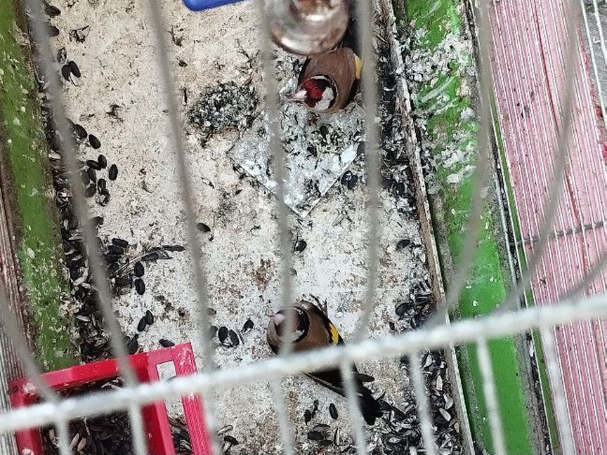 Птица щегол