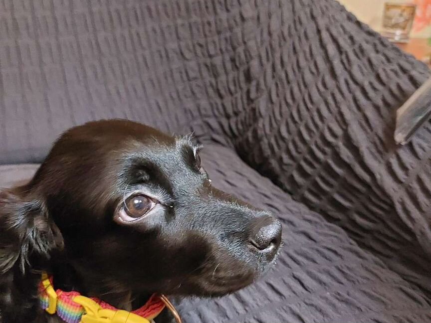 Собаки щенки маленькой породы