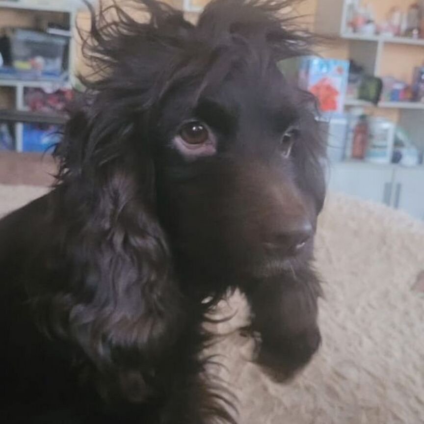 Щенки английского спаниеля