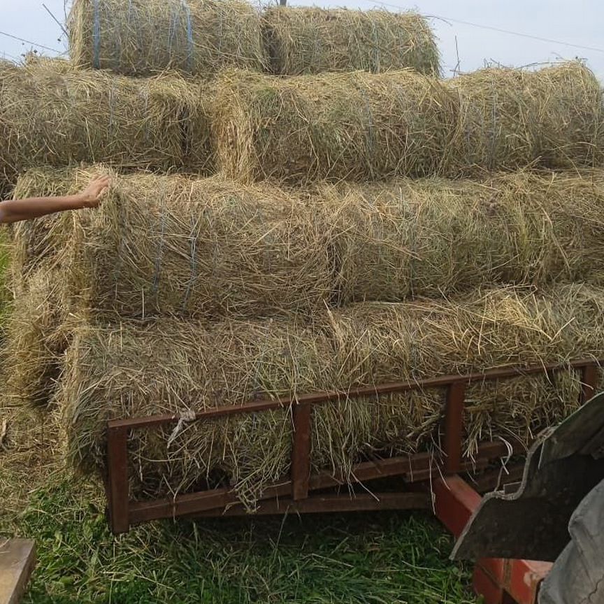 Продам сено в рулонах