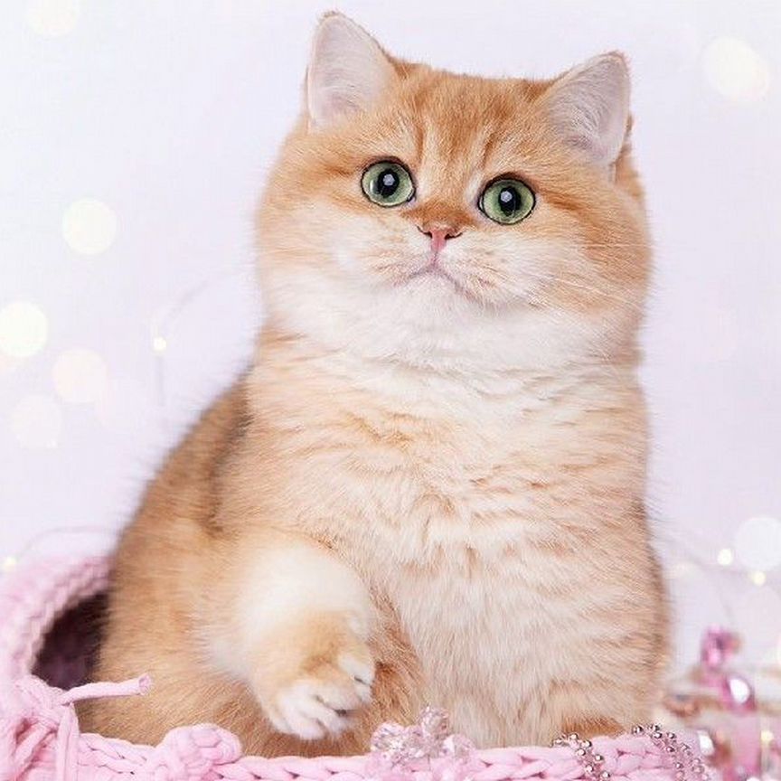 Британский короткошёрстный котёнок