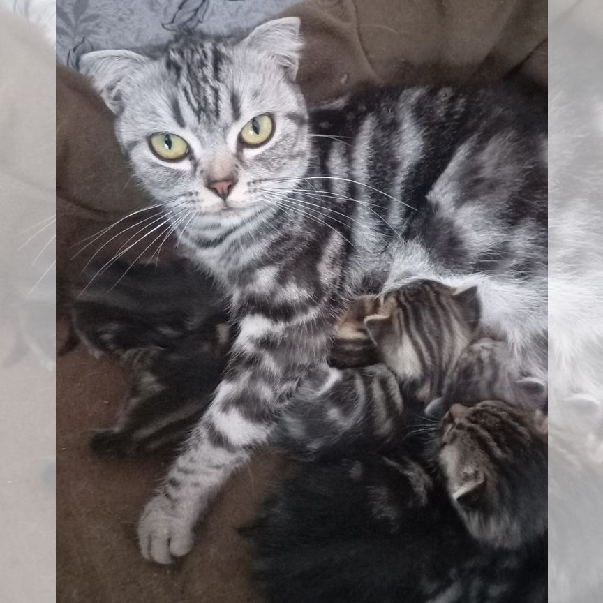 Продаю котят Шотландская кошка мама