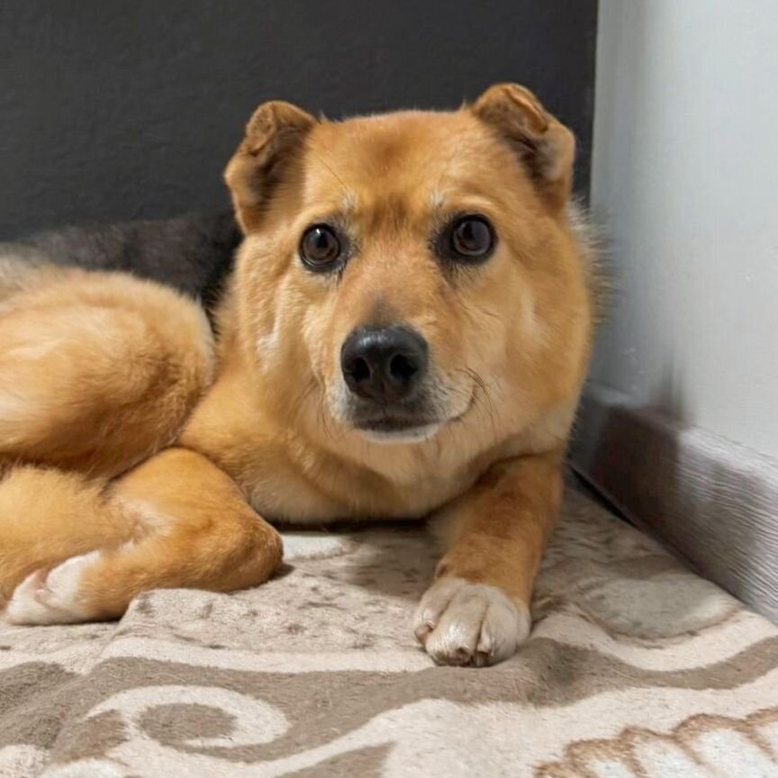 Красавец Васенька в добрые руки бесплатно