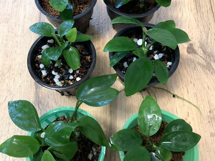 Анубиас нана