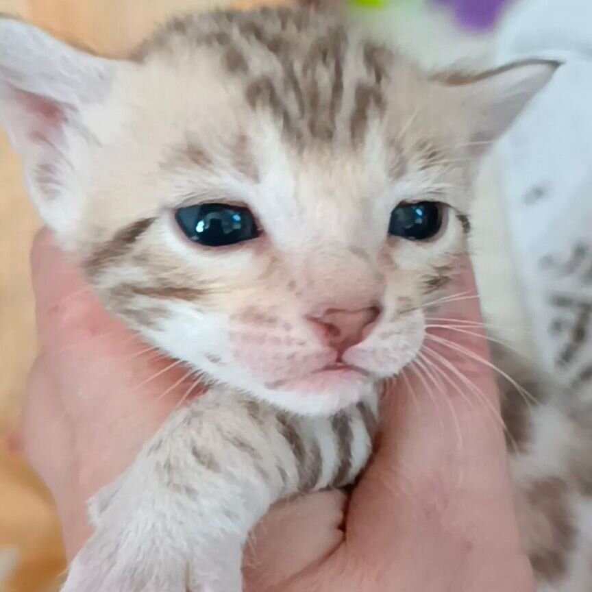 Бенгальские котята с документами