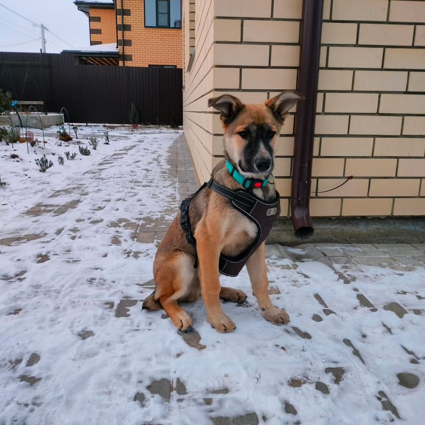 Щенок мальчик 6,5 мес