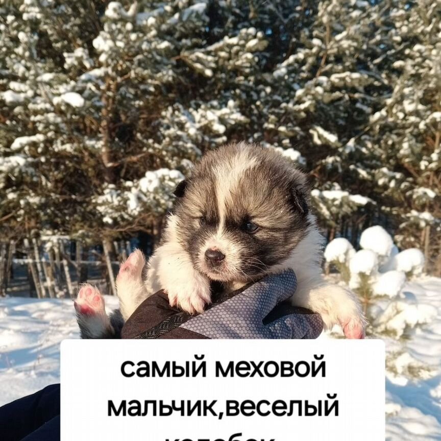 Малыши для охраны и для души