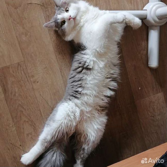 Отдам кота (британец) бесплатно
